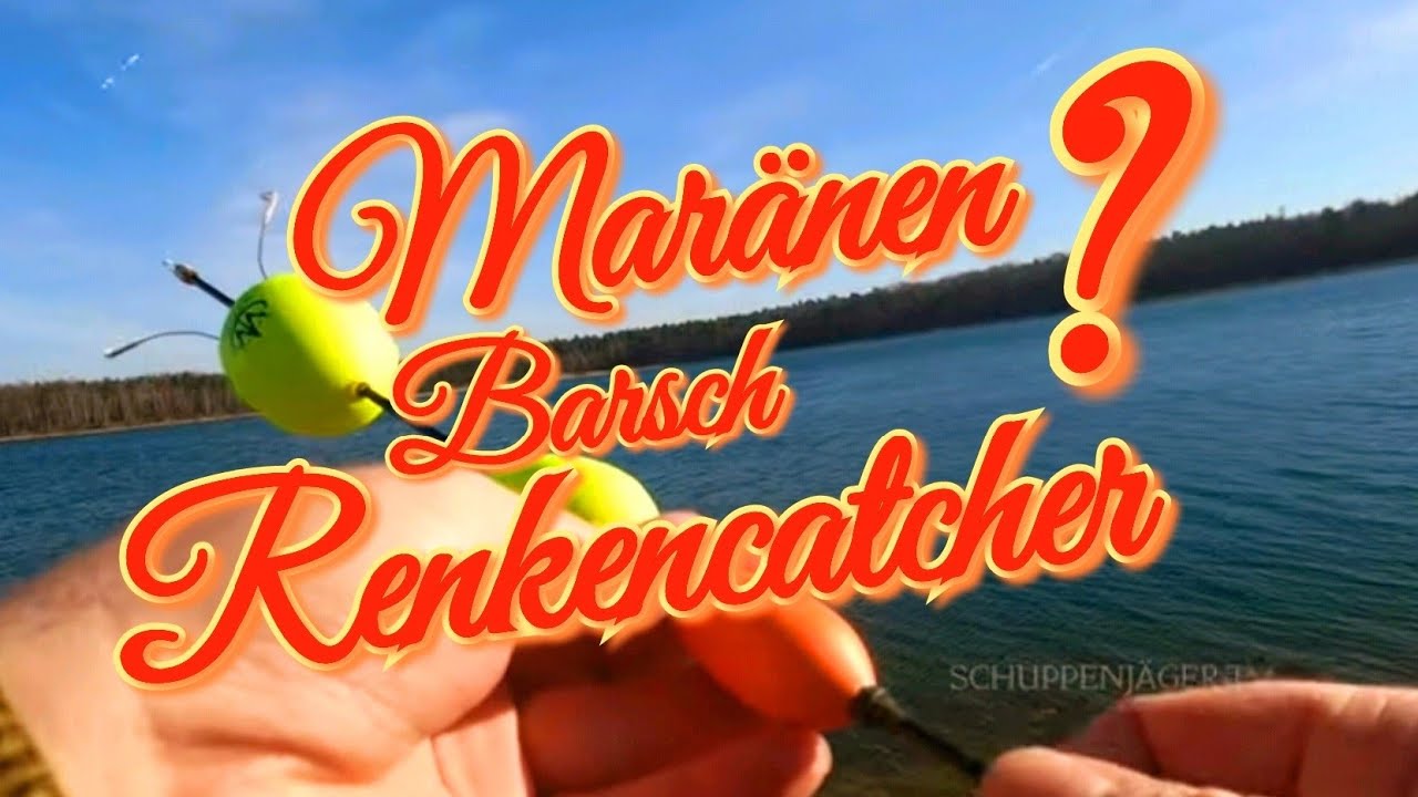 Maränen Coregonen angeln vom Ufer mit der Hegene und dem Renkencatcher ...