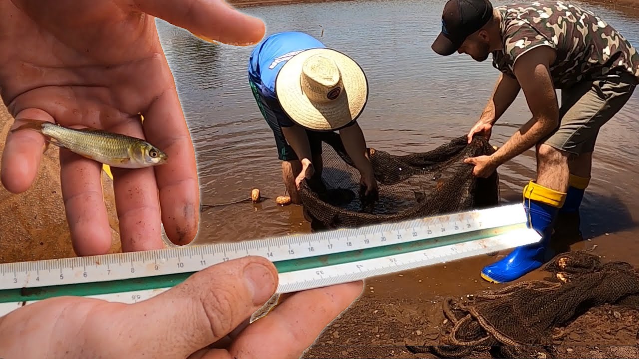 Cresceram muito as carpas capim - YouTube