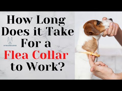 Do Flea Collars Release Medication Into Your Pet