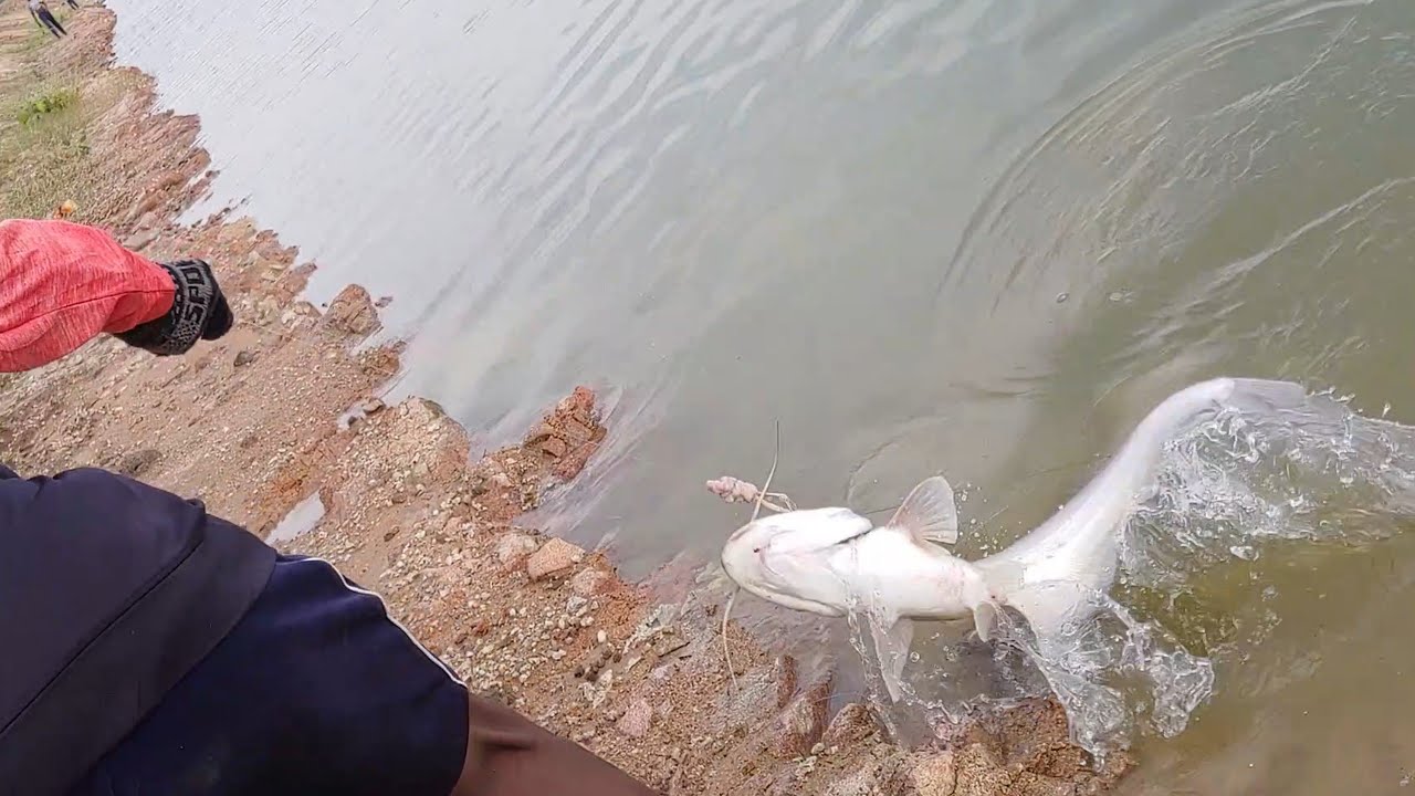 Amazing big patan fish catch // Valuga fishing // Best fishing video ...