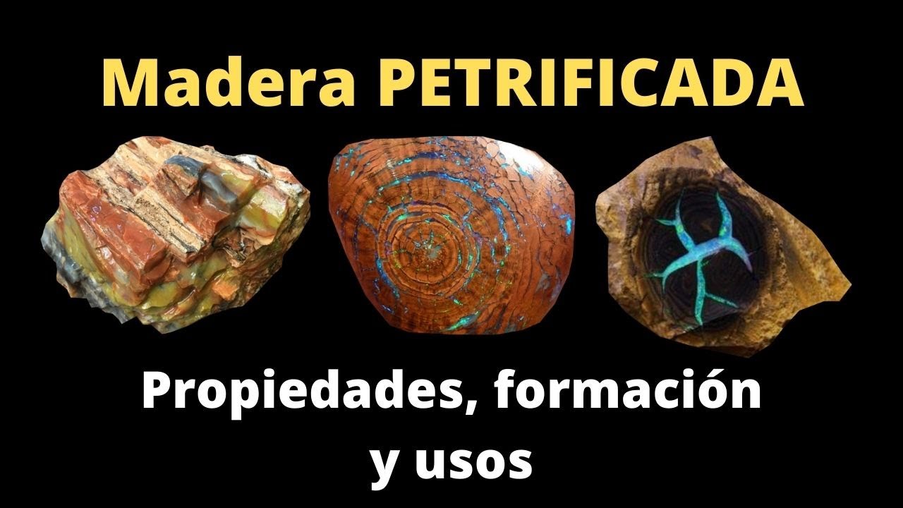 💎 Madera Petrificada o fosilizada ¿Para qué sirve? Propiedades y ...