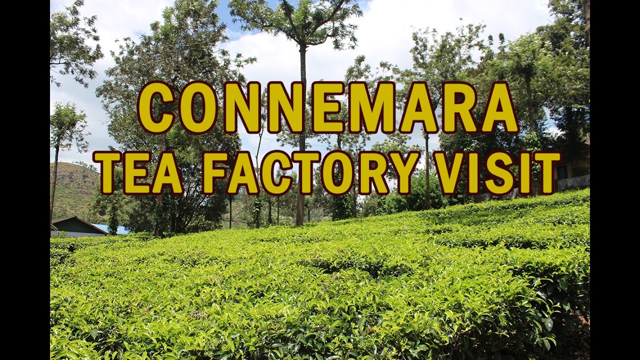 Connemara Tea Factory Vandiperiyar Tour, How to make Tea? - YouTube