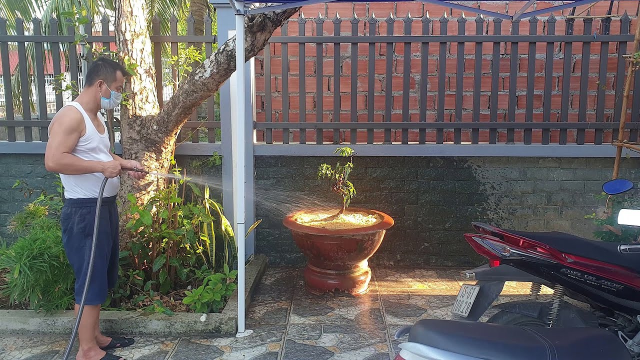 How to Replant Tamarind Trees from the Garden into Pots - YouTube