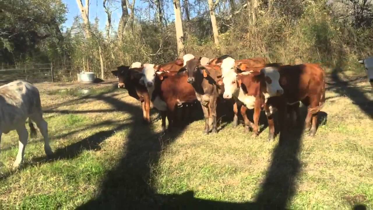 Brahman Cross Bred Heifers - YouTube