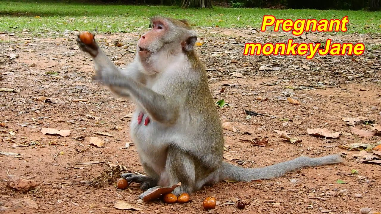 Pregnant monkey Jane! Hope to see her new baby soon - YouTube