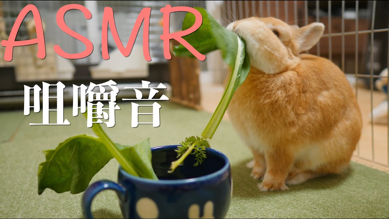 美味しそうに野菜を食べる【ASMR】【No.91】 - YouTube