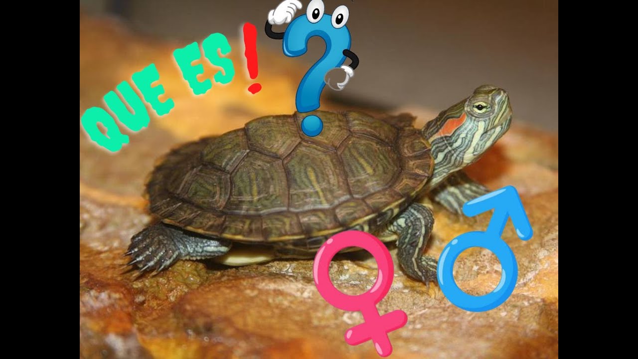 Como saber si mi tortuga es hembra o macho (sexado de tortugas ...