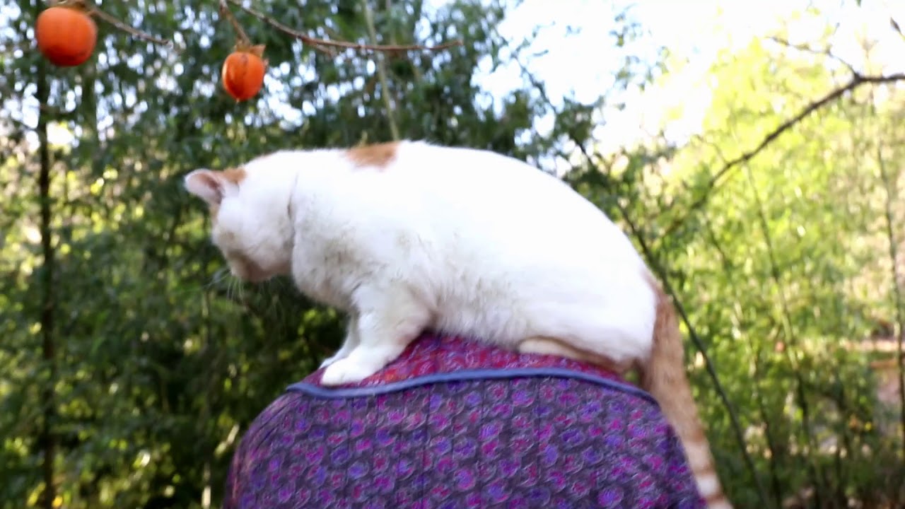 肩乗り散歩猫2017 Shoulder-riding cat - YouTube