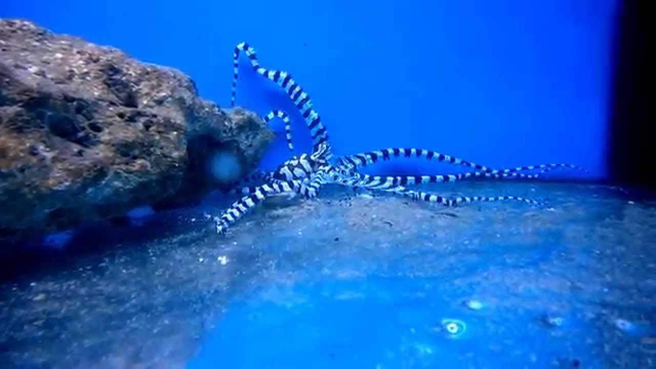Thaumoctopus mimicus Mimetic Octopus - YouTube