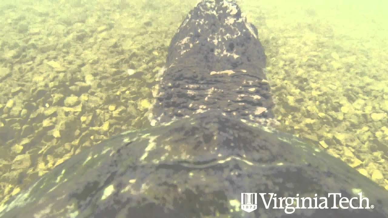 Turtle Cam - Virginia Tech - YouTube