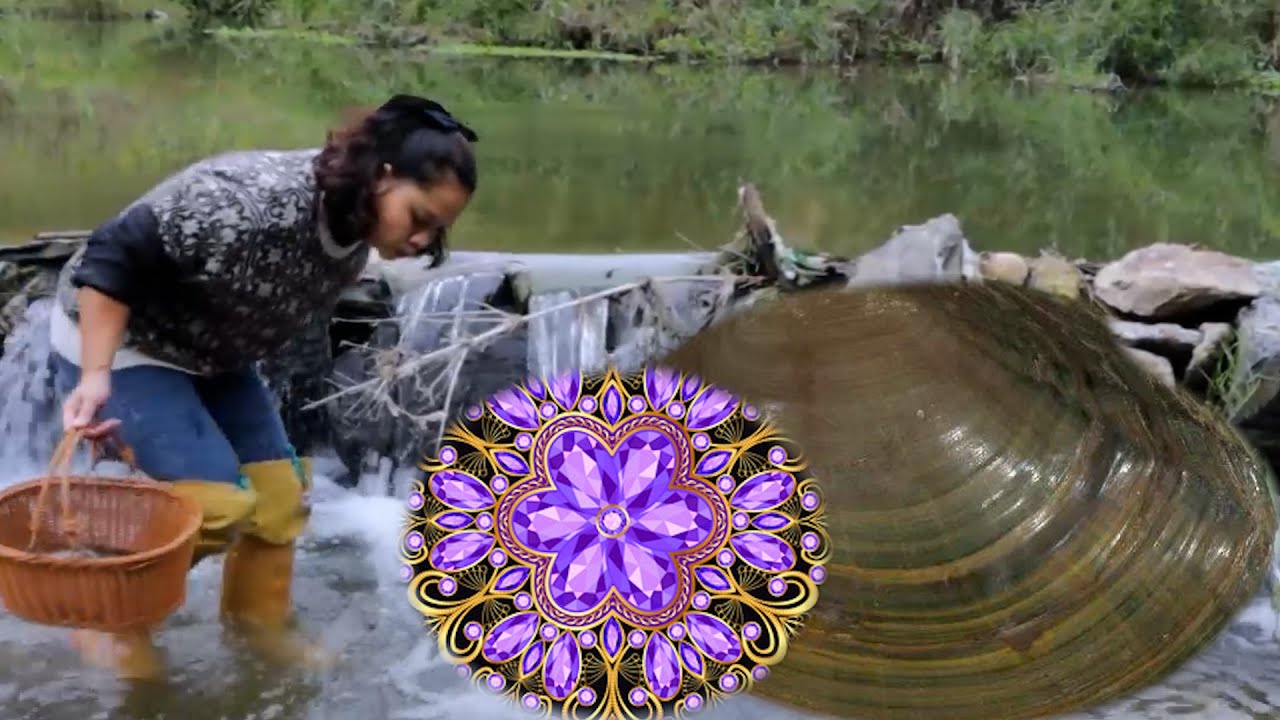 Rare clam, black butterfly clam, produces pearls once every 50 years ...