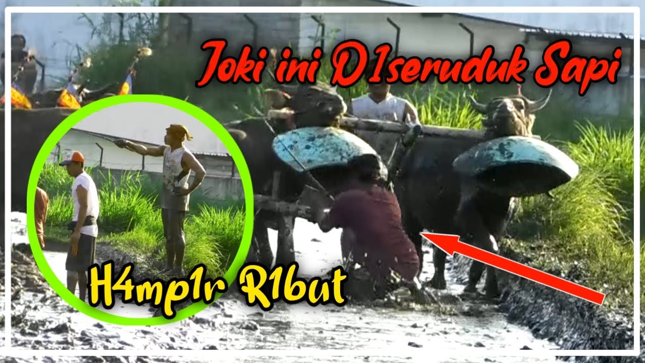 Malean Sampi || Karapan Sapi Lombok || Montong 8/8/21 - YouTube