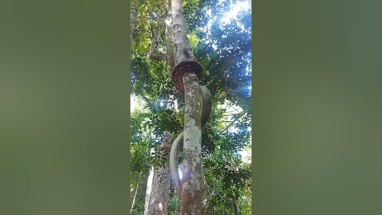 This is how python climb a tree #coding #programming #python - YouTube