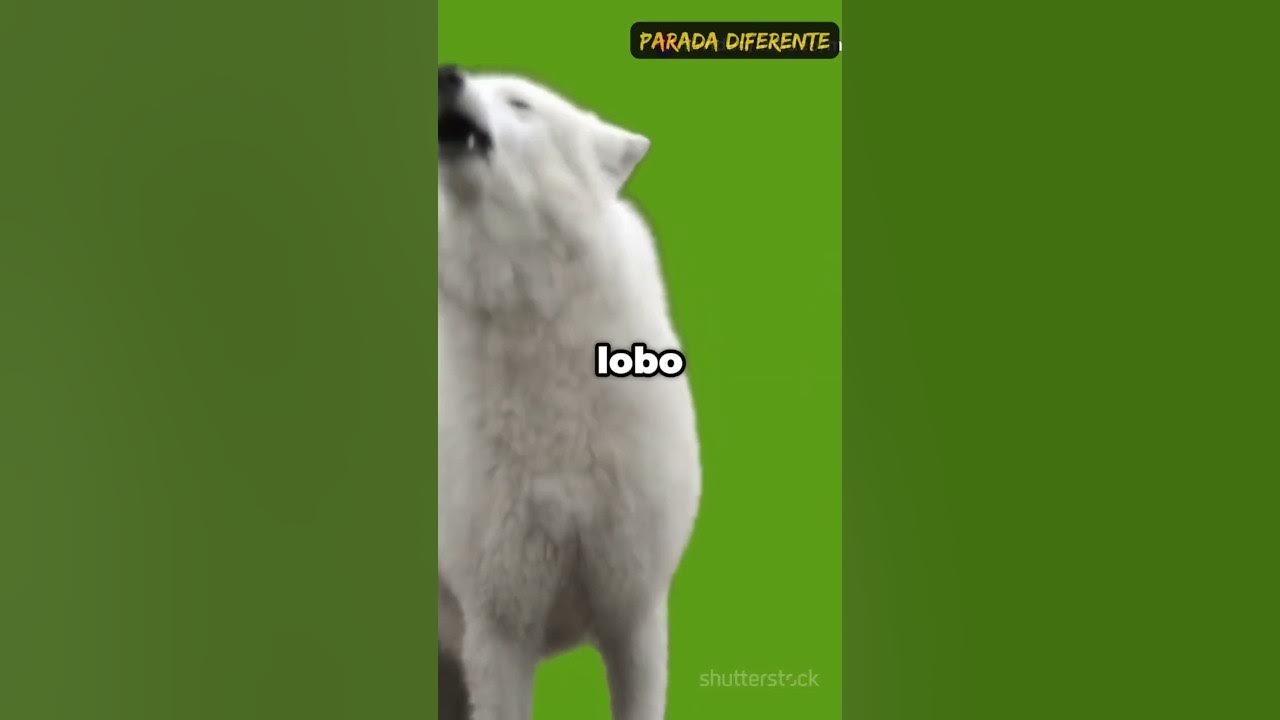 Curiosidades incríveis sobre o uivo dos lobos! - YouTube