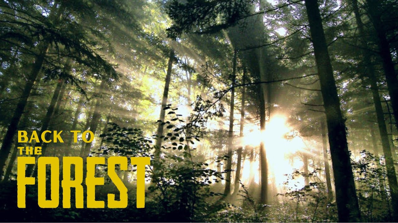 Kita "Back to The Forest" Persiapan untuk menyambut Son of The Forest ...
