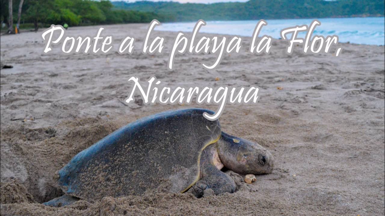 Tortuga Playa la Flor Nicaragua - YouTube
