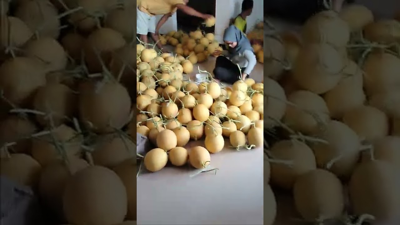 Packing Area - GH Melon Intanon - KerabaTani Indonesia - YouTube