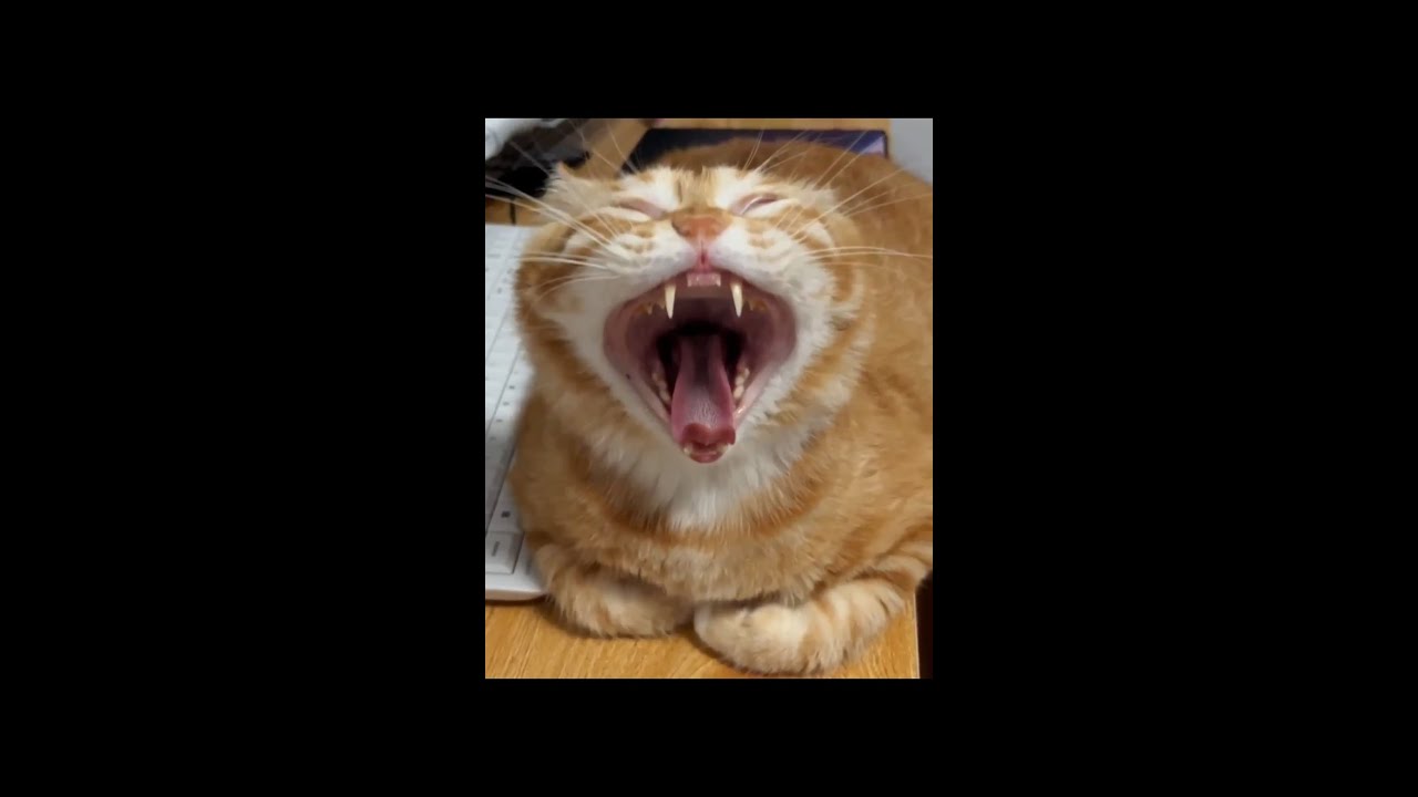 Silly Gatos | Funny Cats Compilation 🤣😹 - YouTube