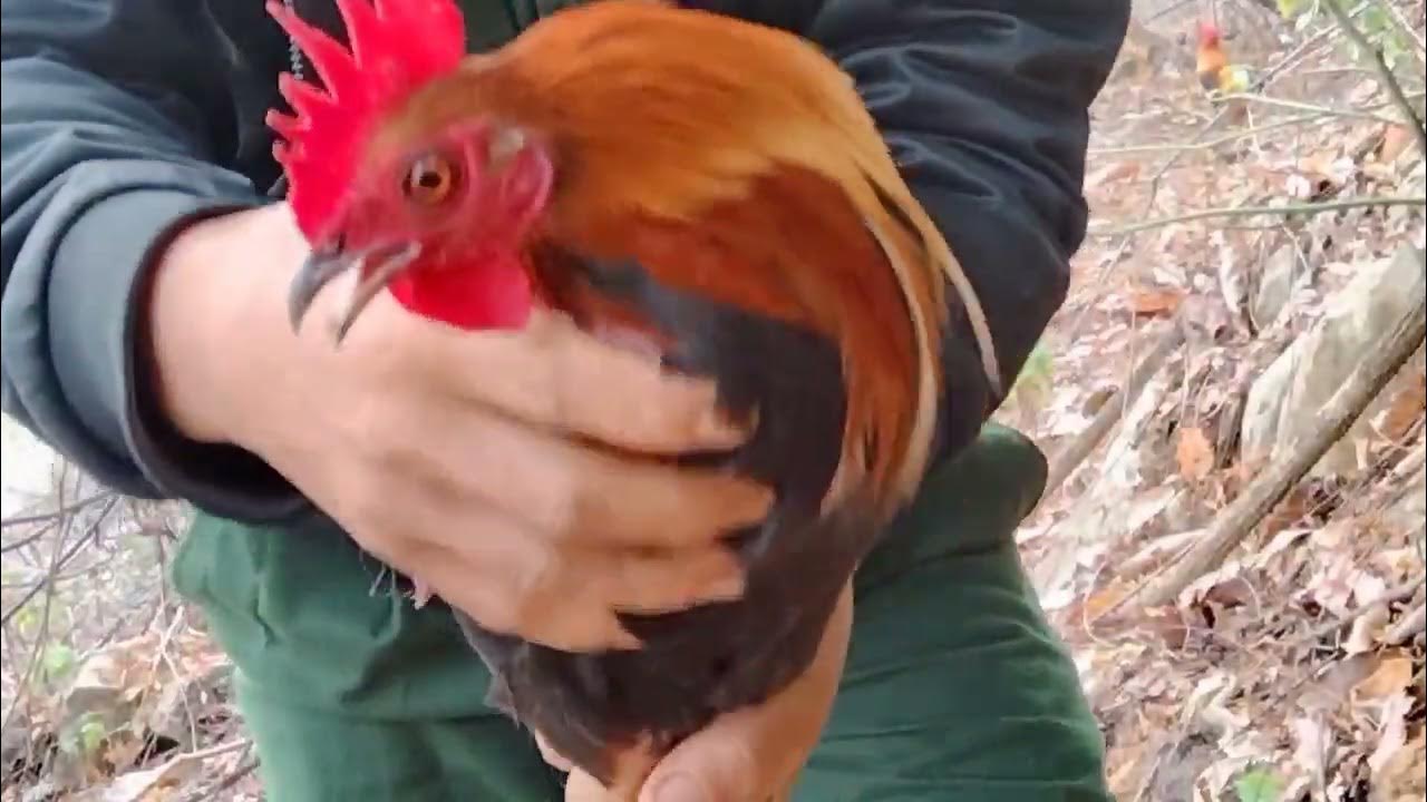 cuab qaib qus tuaj zoo heev. bẫy gà rừng mới nhất /13/3/2023@xyoojqaibqus - YouTube