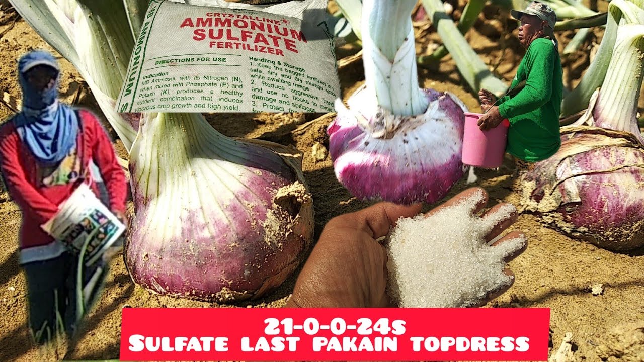 Sibuyas Isang Lingo Nalang Harvest Na Topdress Fertilizer Sulfate 21 0