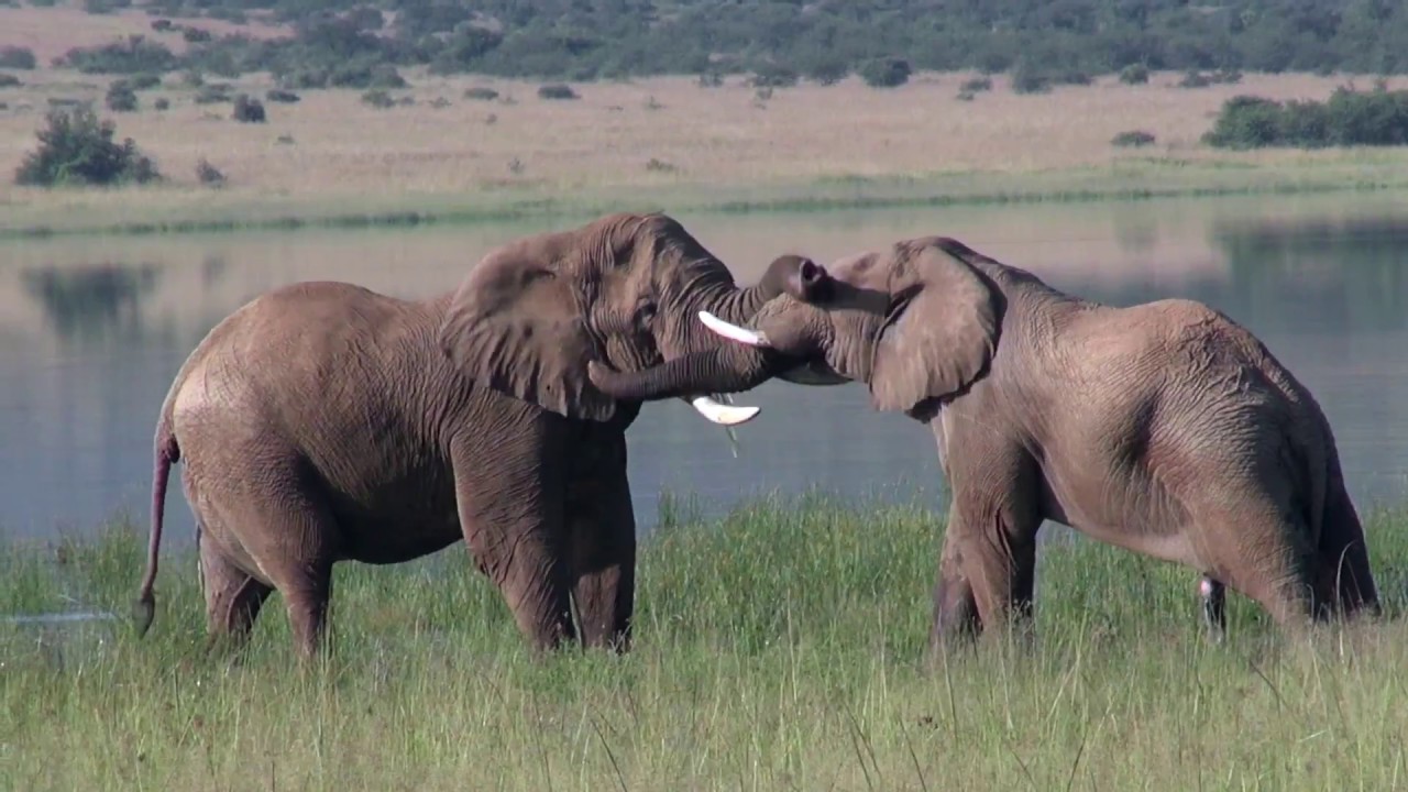 Socio-Ecology of African Elephants - YouTube