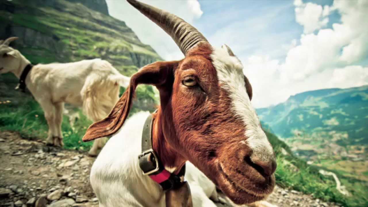 goat - YouTube