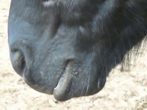 Adult horse sucking. Caballo adulto Mamando : Piaffe - YouTube
