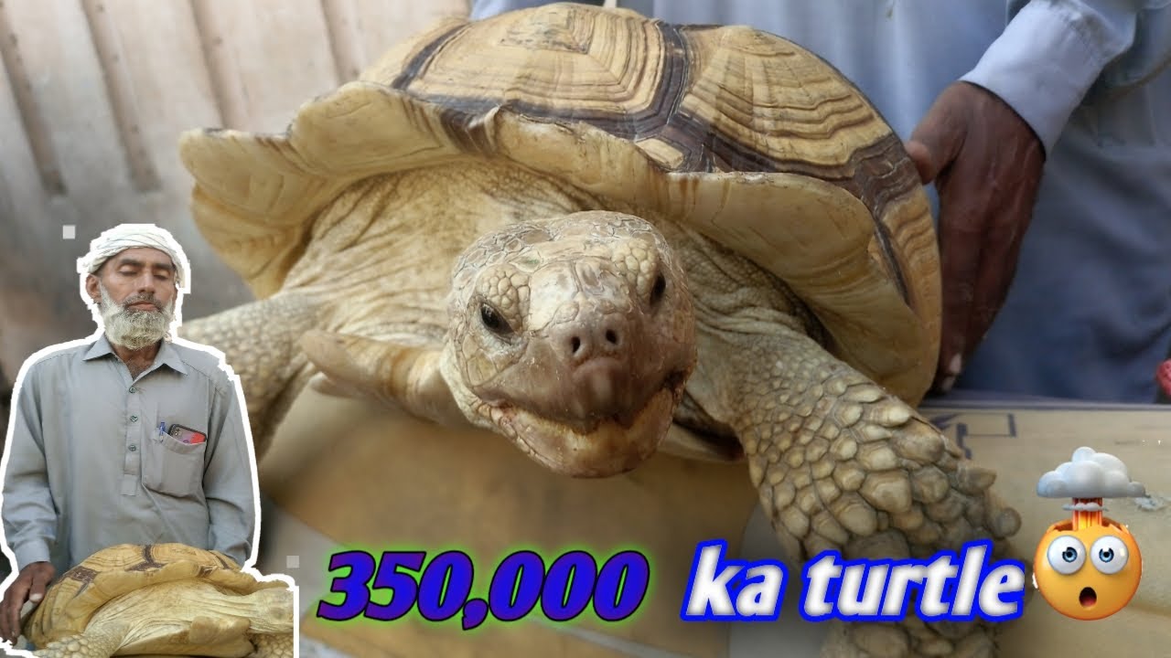 350,000 ka turtle😲 - YouTube