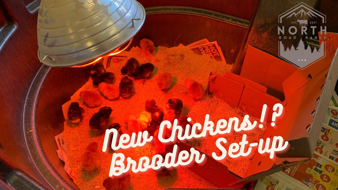 New Chickens! Brooder set up - YouTube