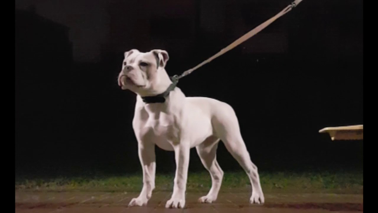 BULLDOG AMÉRICANO. Galaicobulls MARGOT de Gadirbulls - YouTube