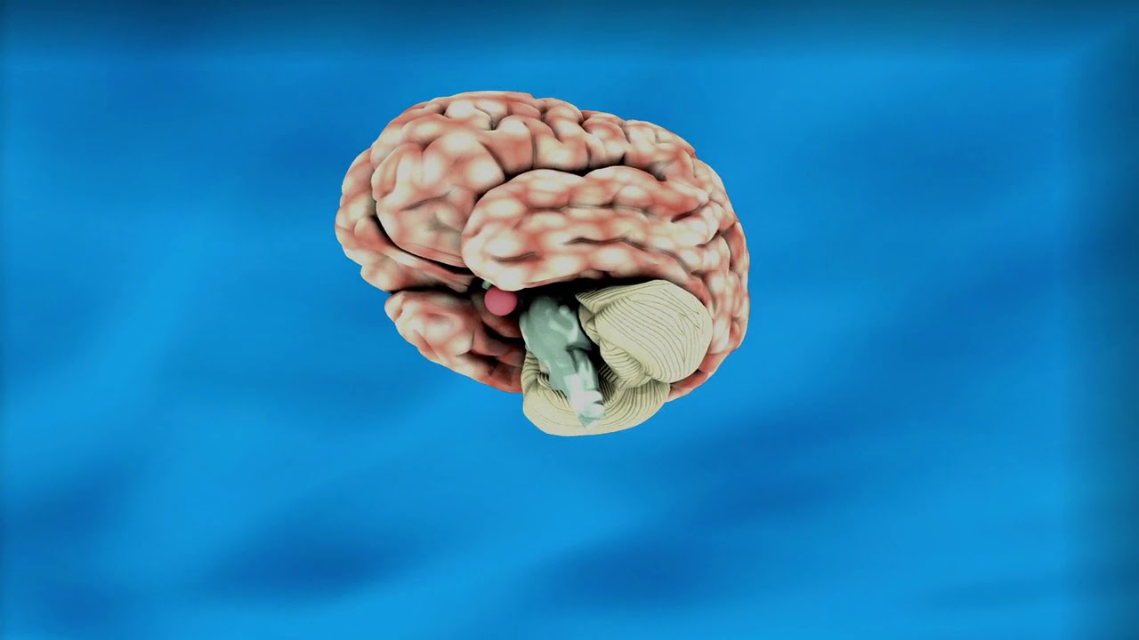 Human brain video/ copyright free video / Man brain - YouTube
