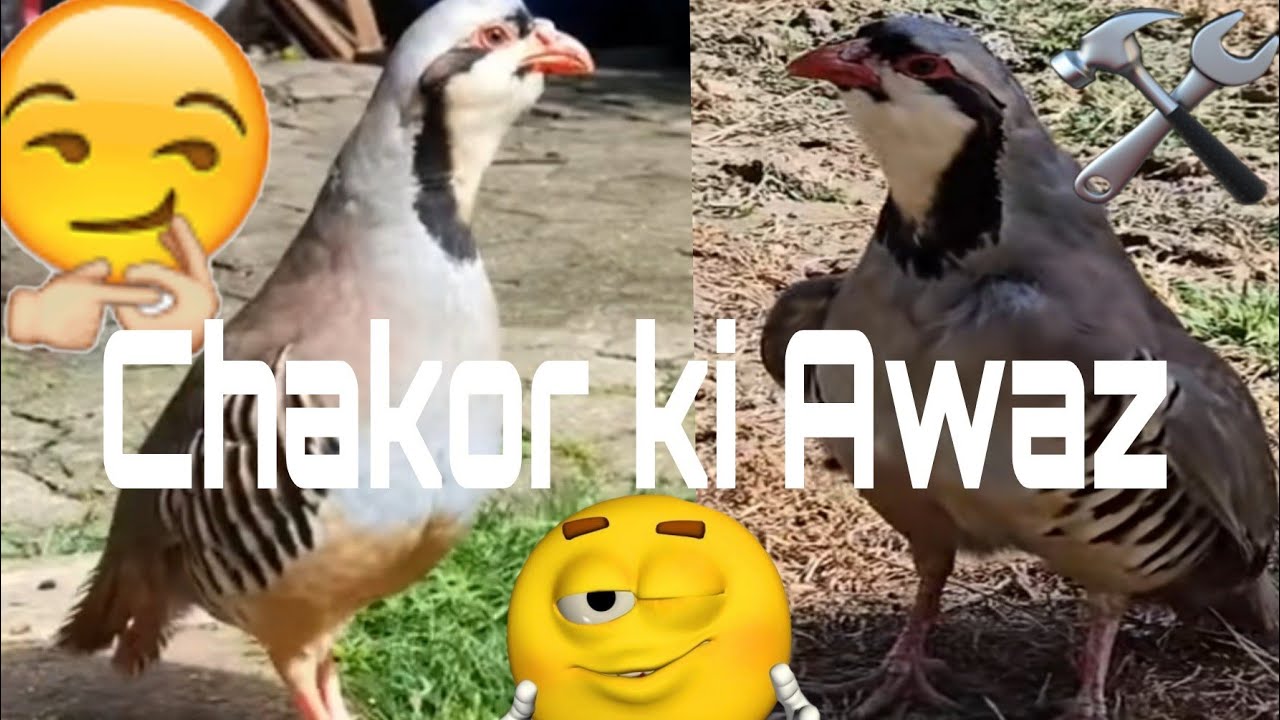 😅 Natural chakor bird | Natural Chakor ki Awaaz | #natural # ...