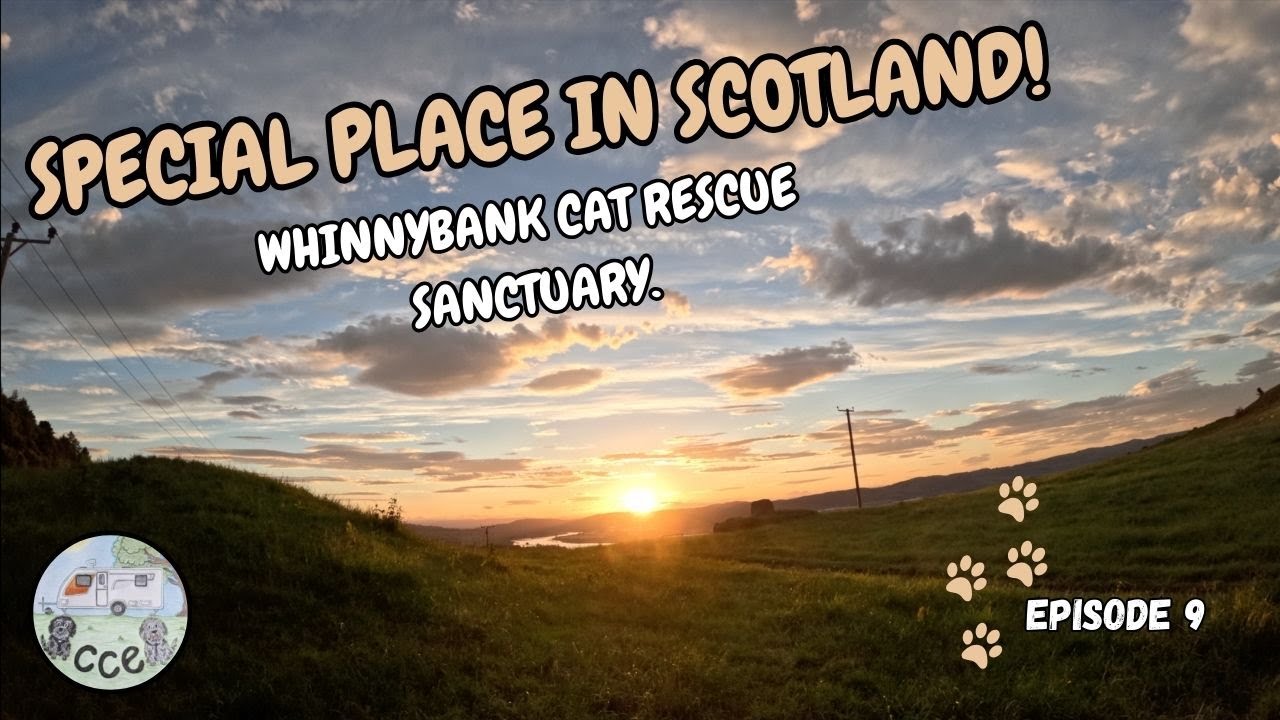 Special Place in SCOTLAND. Whinnybank Cat Rescue Sanctuary. KITTENS ...