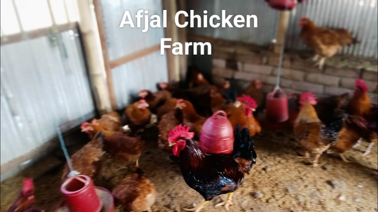 Tiger Murge. afjal chicken farm chuadanga alamdanga bus terminal - YouTube