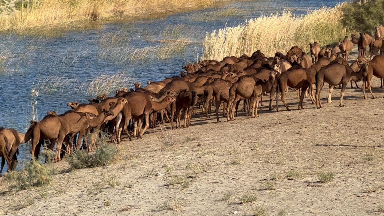 1000 Wild Camels. Desert And Water. - YouTube