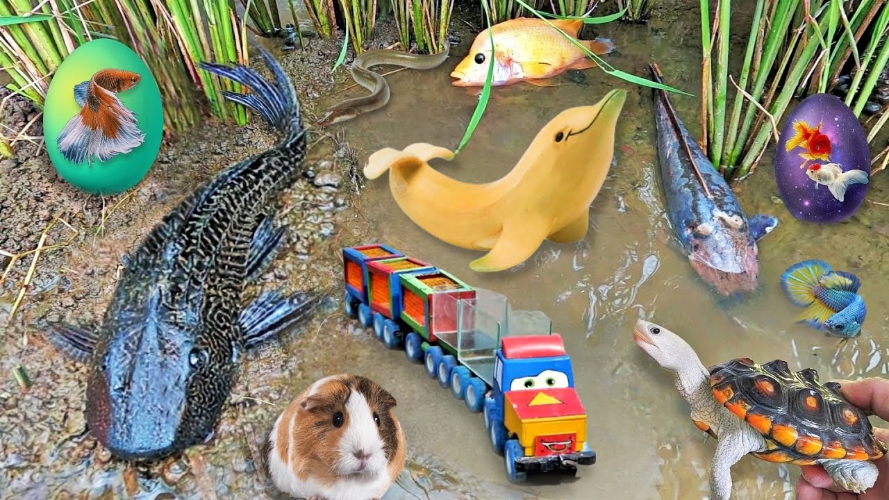 So Amazing.. Catching Colorful Betta Fish In The River, Giant Catfish ...