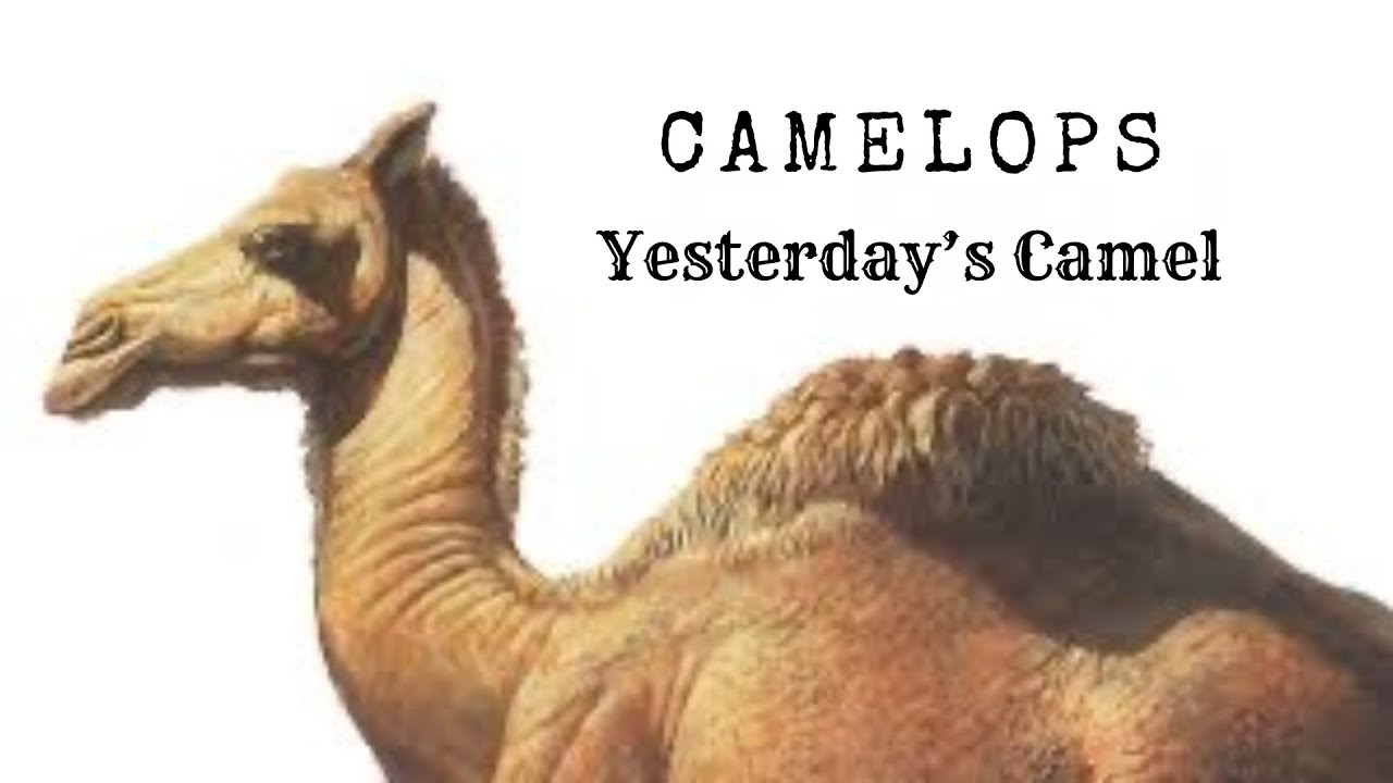 Paleo Log: Camelops - YouTube