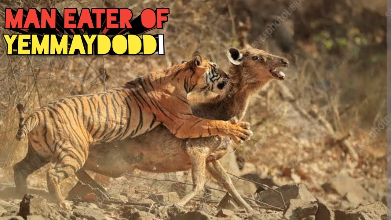 The Man Eater Of Yemmaydoddi | Kenneth Anderson Hunting Story ...