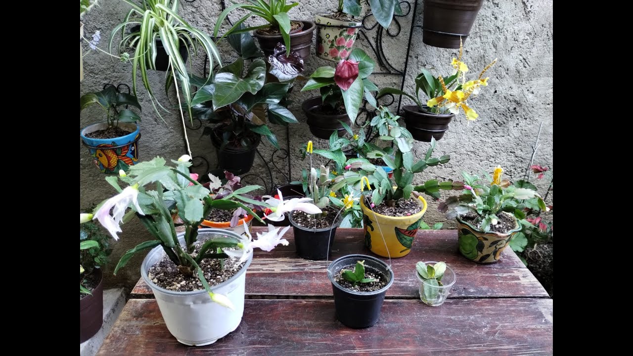 Rescatando cactus de pascua - YouTube