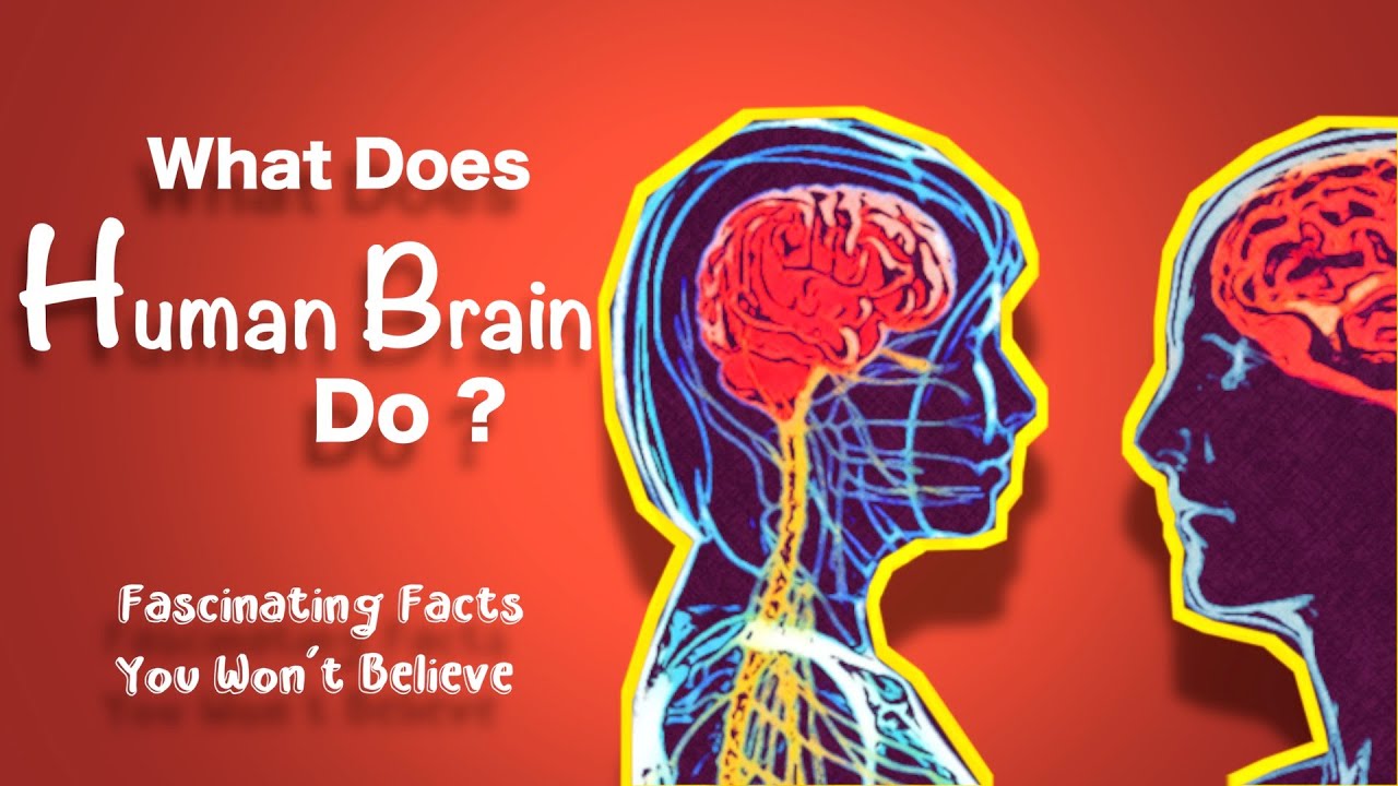 What Does Brain Do | How It Work ? - YouTube