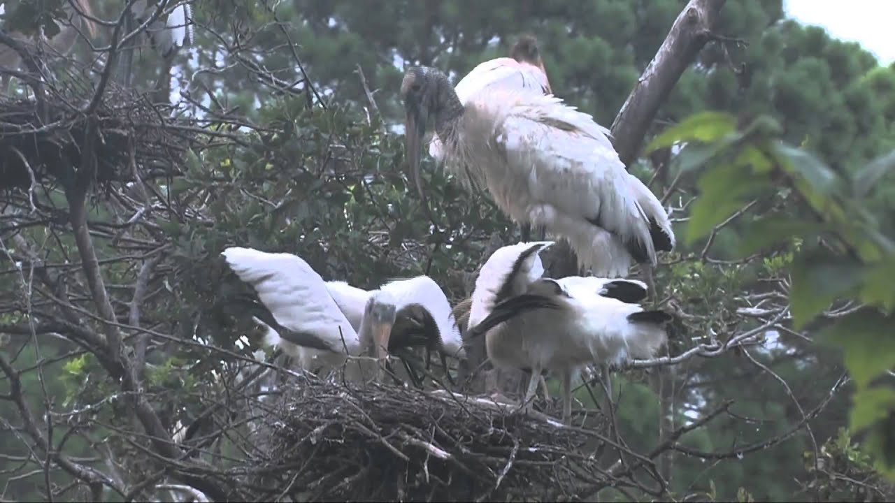 Wood Stork Feeding - YouTube