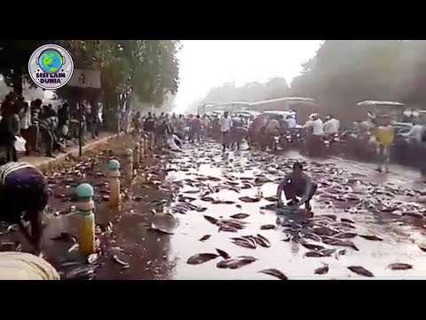 Fenomena Aneh Ribuan Ikan Jatuh Dari Langit,Gegerkan Orang² di Jalan! Pertanda Apa ini?