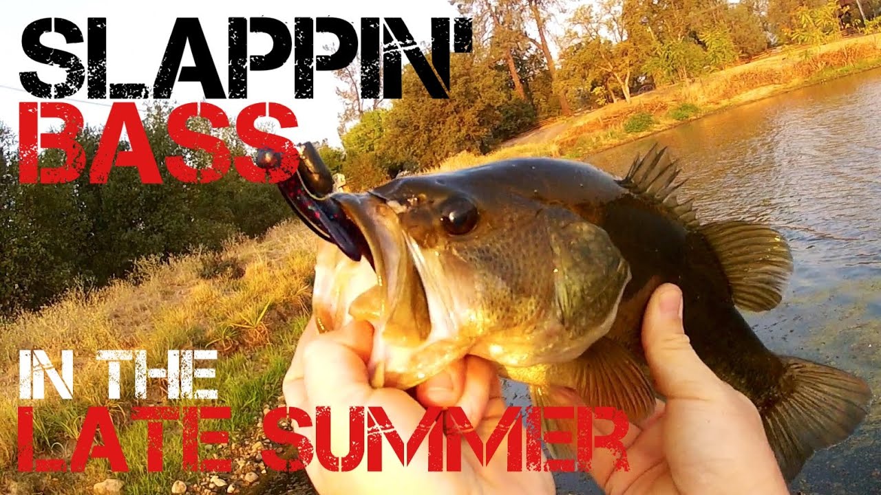 Bass Fishing- Slappin' Bass in the Late Summer (2014) - YouTube