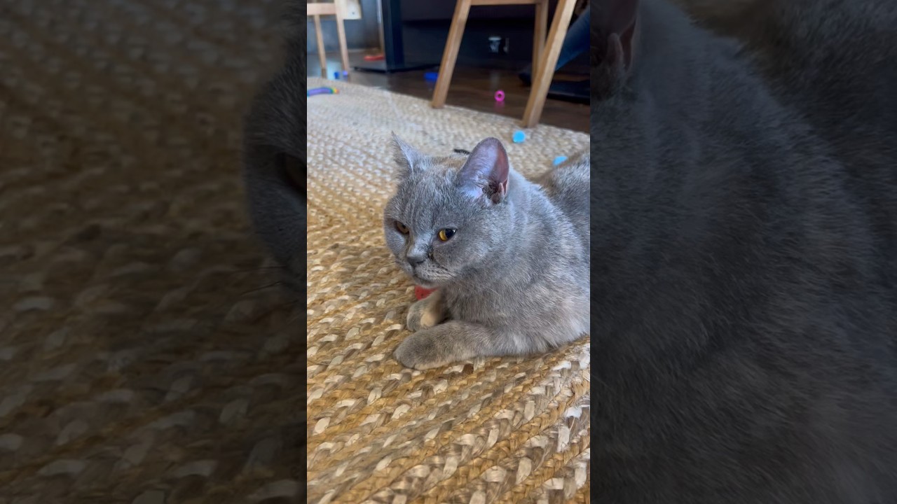 Visiting Java Whiskers in Westfield White City London #catlover # ...