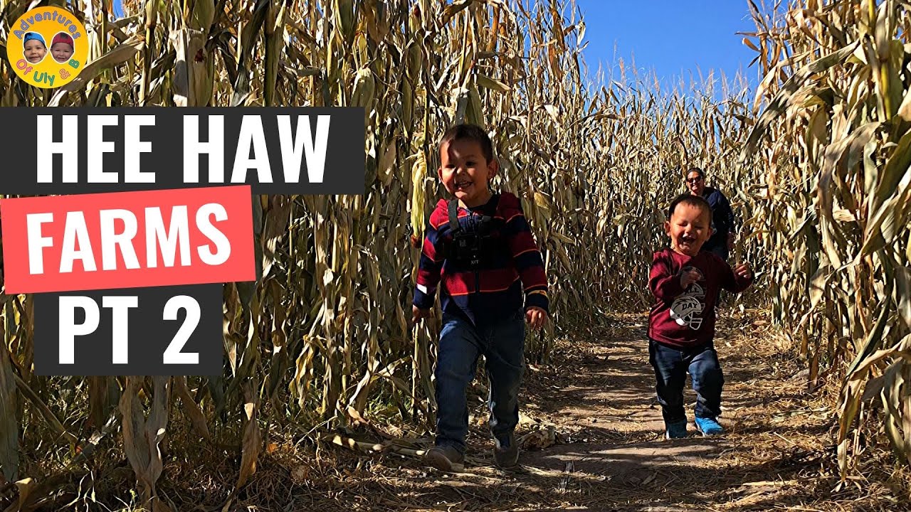 Kids Play At Hee Haw Farms Pumpkin Drop 2019 And Corn Maze | Family ...