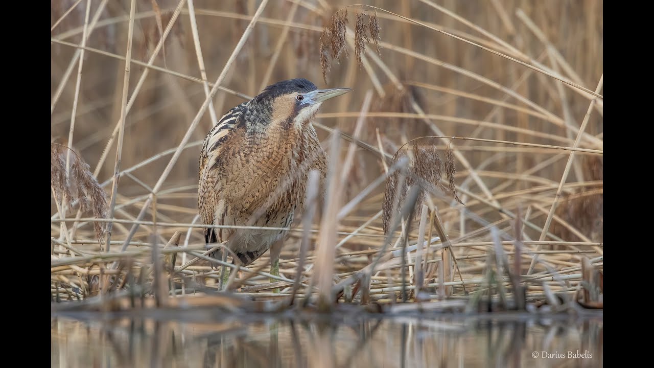 Didysis baublys (Botaurus stellaris) - YouTube