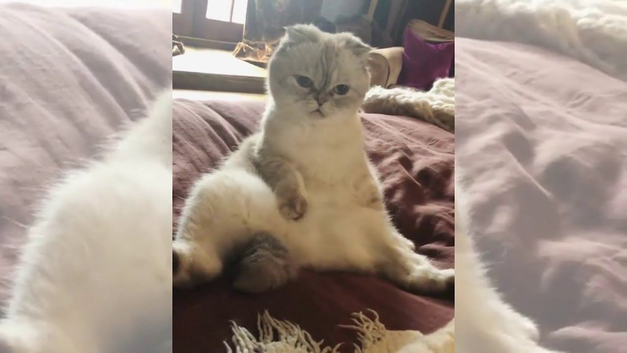 taylor being adorable with her cats compilation 🤍 - YouTube