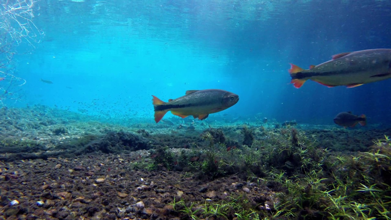 Rio da Prata - the River of Silver - YouTube