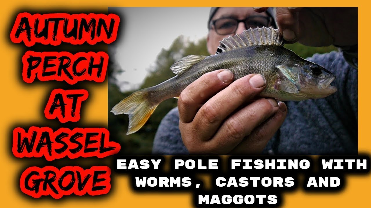 Autumn Easy Pole Fishing ,Perch at Wassel Grove - YouTube