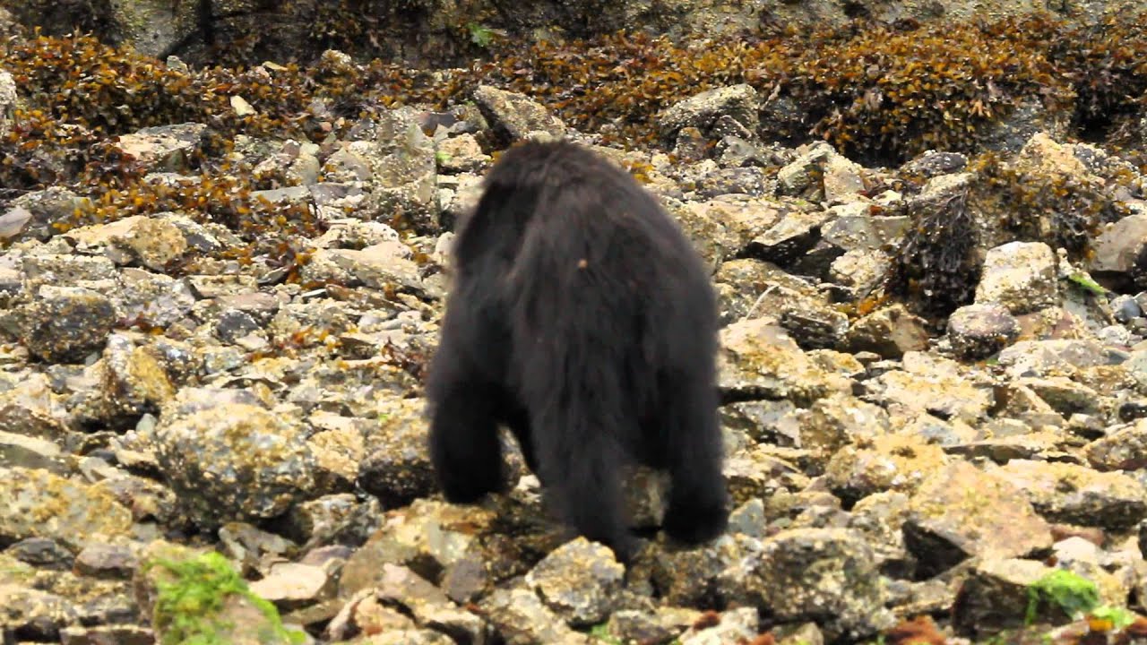 Young black bear foraging near Tofino - YouTube